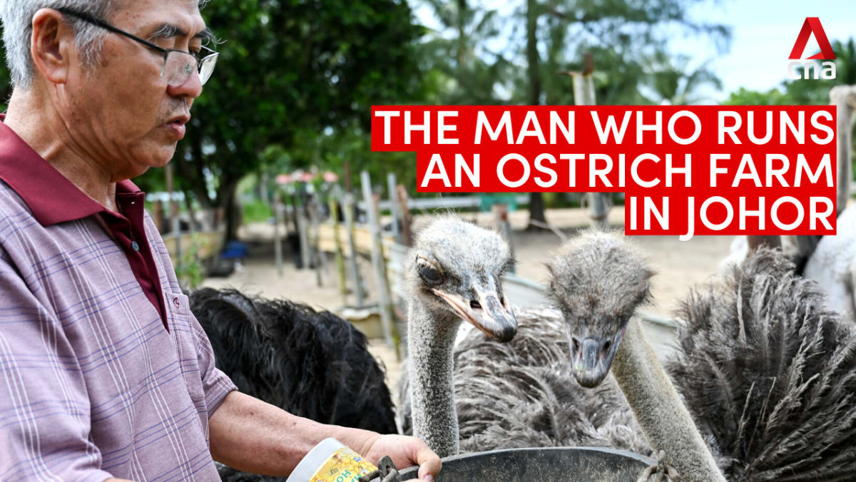 The man who runs an ostrich farm in Johor | Video - CNA