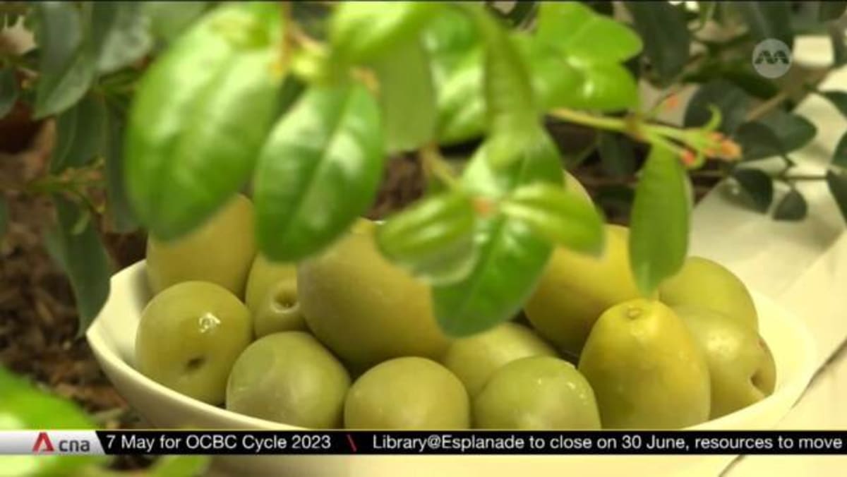 The bacteria strain that has killed over 20 million olive trees in ...
