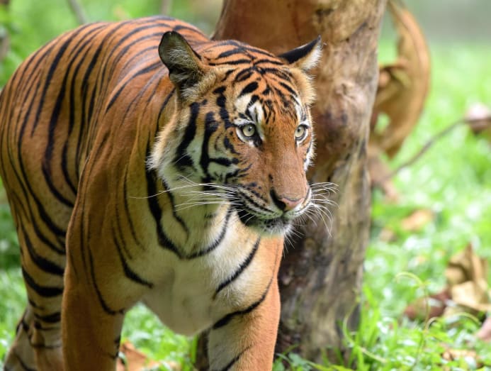 Environmental activists travel 235km on foot to highlight dwindling ...