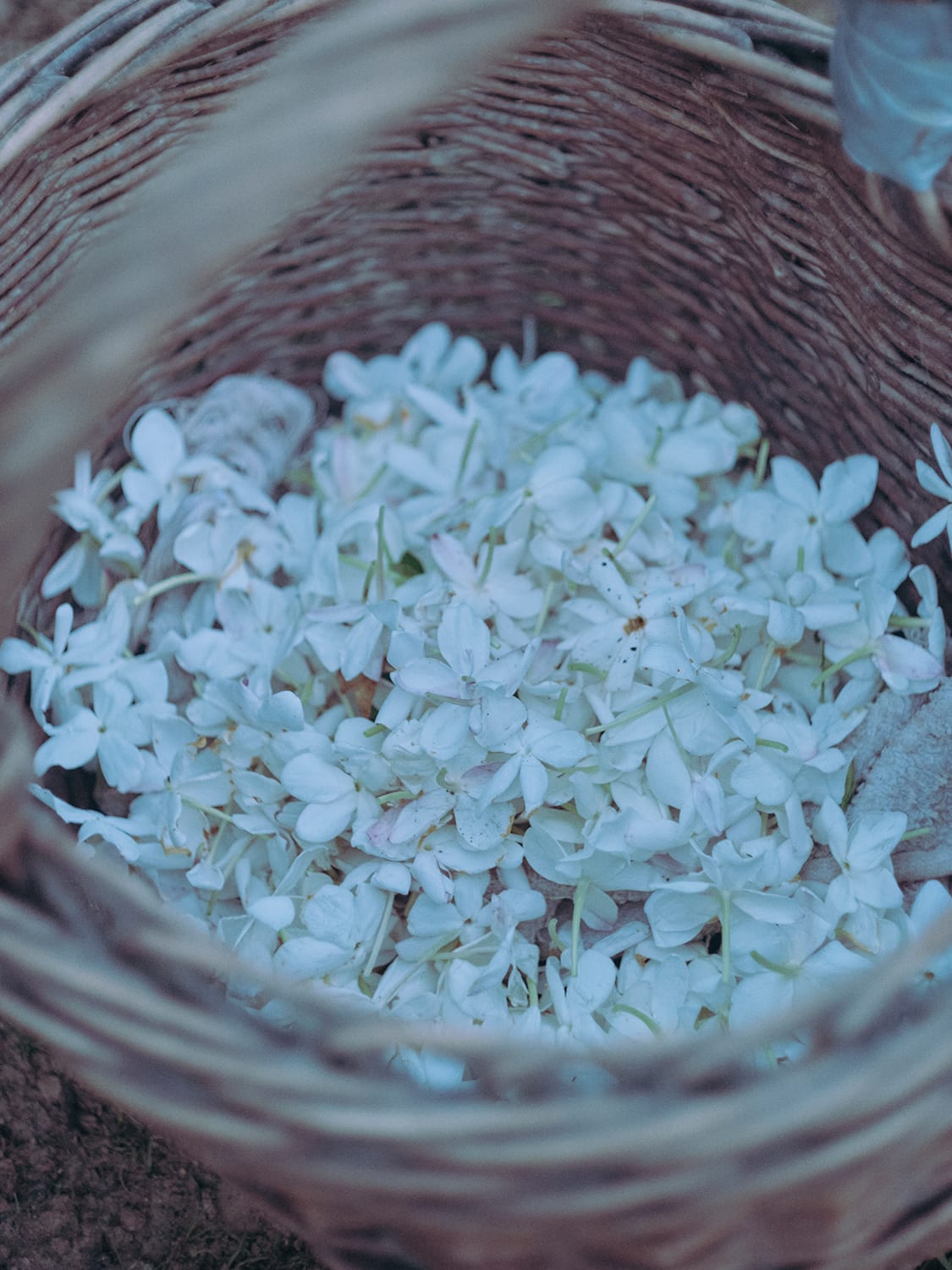 What’s Chanel N5 perfume’s secret ingredient? Lots of jasmine flowers ...