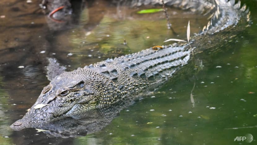CNA Explains: How common are crocodiles in Singapore and why was the ...