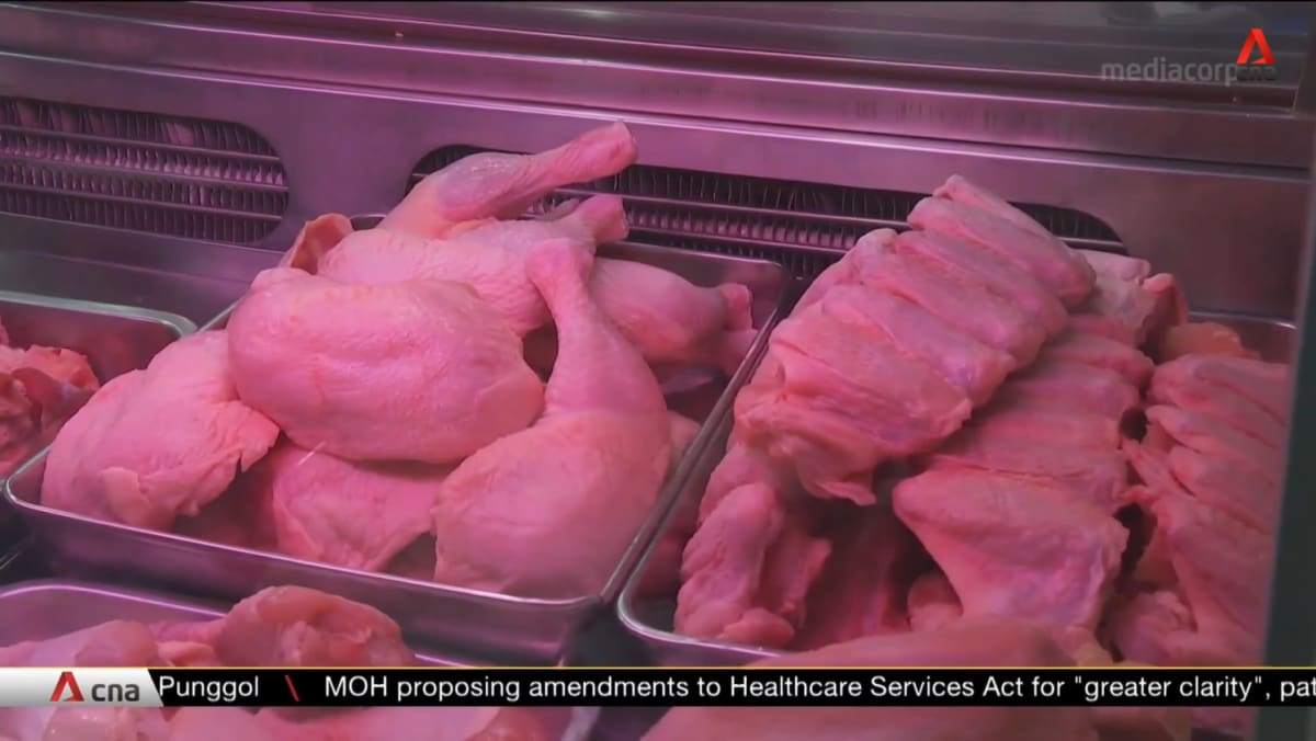 First batch of live chickens from Malaysia set to arrive by Oct 13 ...