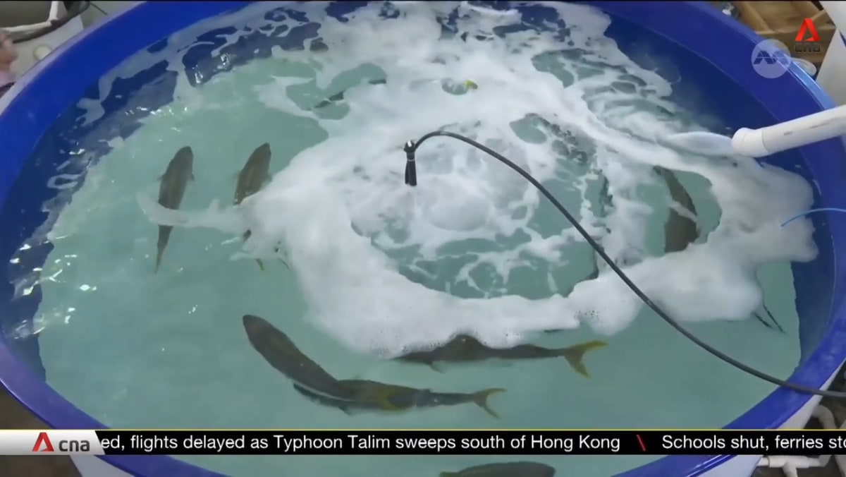 Local fish farms look to Australia to improve biosecurity operations ...