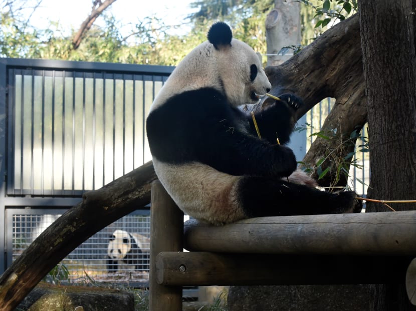 Get a room! Tokyo zoo’s bashful pandas try for a baby - TODAY