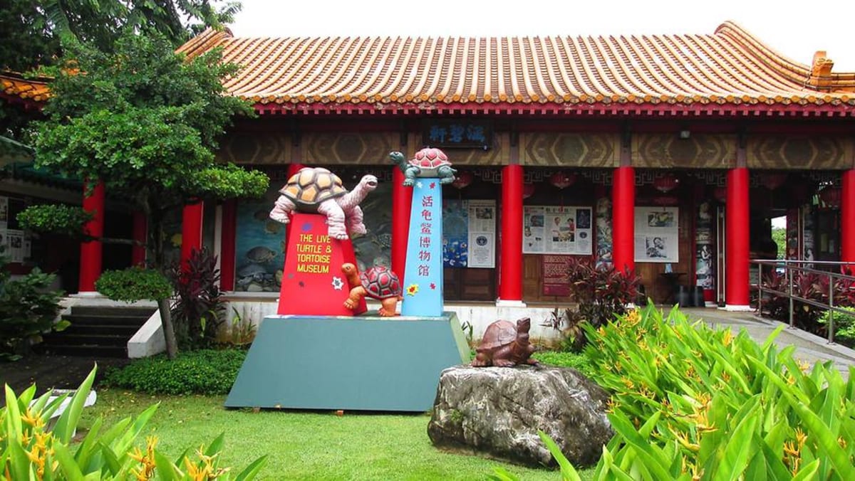 Singapore's only turtle and tortoise museum to relocate to Yishun in ...