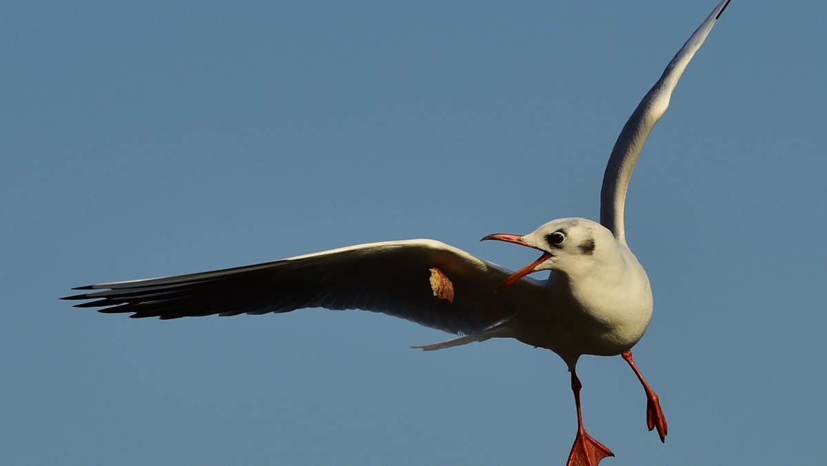 Seagull poo posing problem at Dublin beach - TODAY