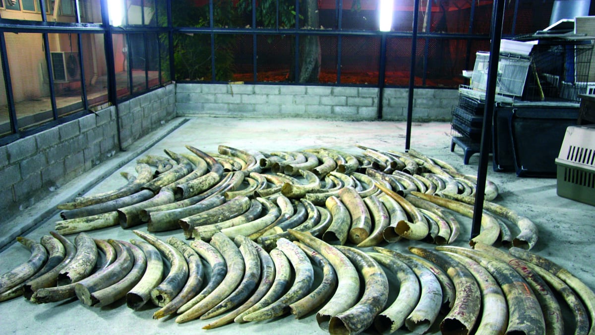 S$2m worth of illegal ivory seized - TODAY