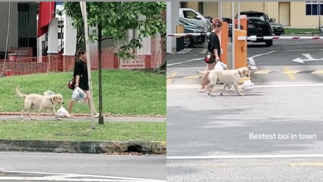 狗儿帮主人提东西 网赞它聪明又乖巧 - 8world