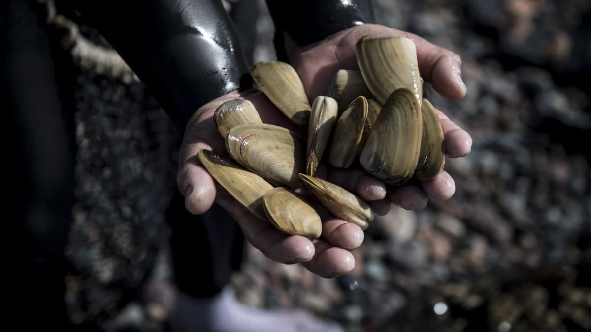 Chile battling to save a favourite clam - TODAY