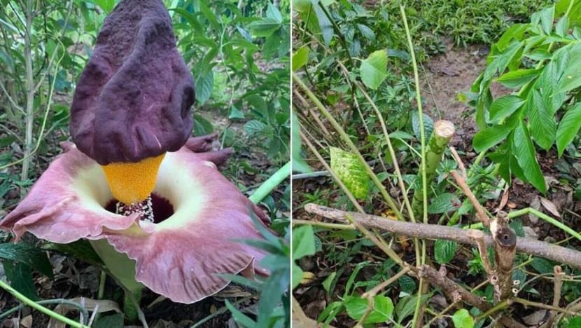 'Bunga Mayat' di Sembawang dicuri beberapa hari selepas ditemui di ...