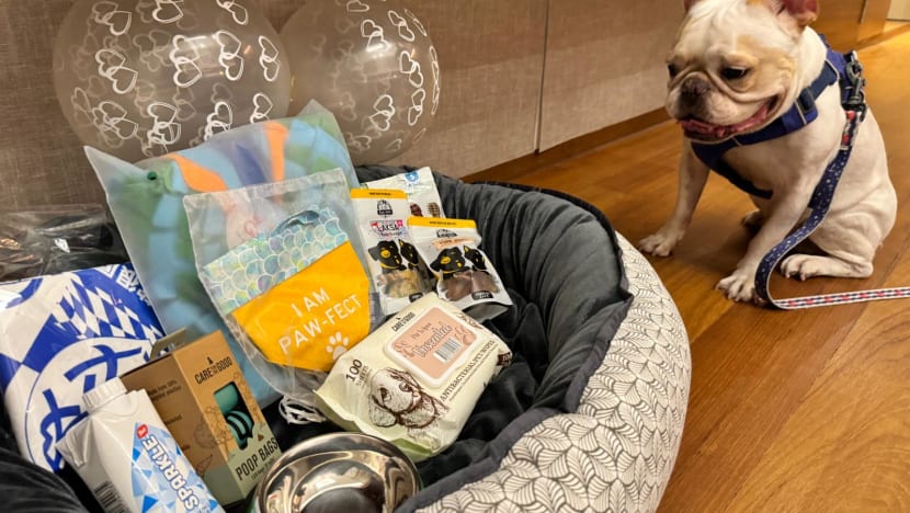 Pet-Friendly Hotel Review: My Dog Checked In To Oasia Resort Sentosa ...