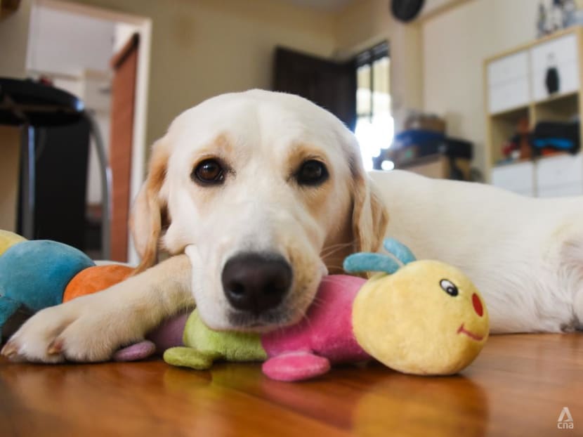 Still a pup but taking her human to places — as the first guide dog ...