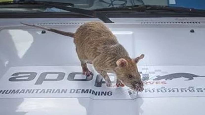 Rat-ical hero: Landmine detection rat Magawa wins gold medal for ‘life ...
