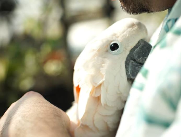 Who is Ryan Su and how is he related to the KAWS: HOLIDAY exhibition ...