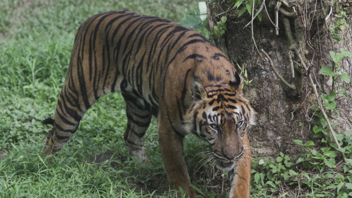 Indonesia hunts clues as study suggests Javan tiger may still exist - TODAY