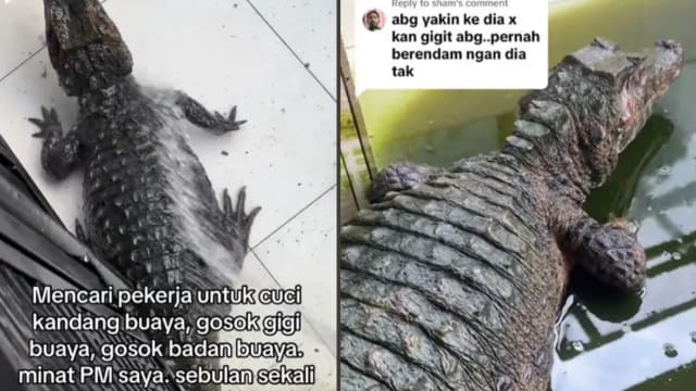 马国网红出价1500令吉 请人帮宠物鳄鱼洗澡 - 8world