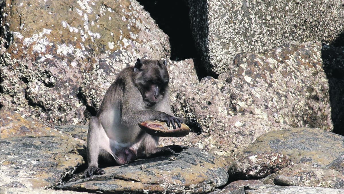 Monkeys’ habit of using tools under threat: Study - TODAY
