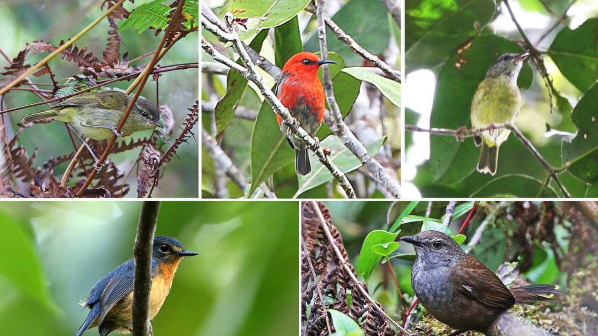 ‘Astounding discovery’: NUS researcher leads team which finds five new ...