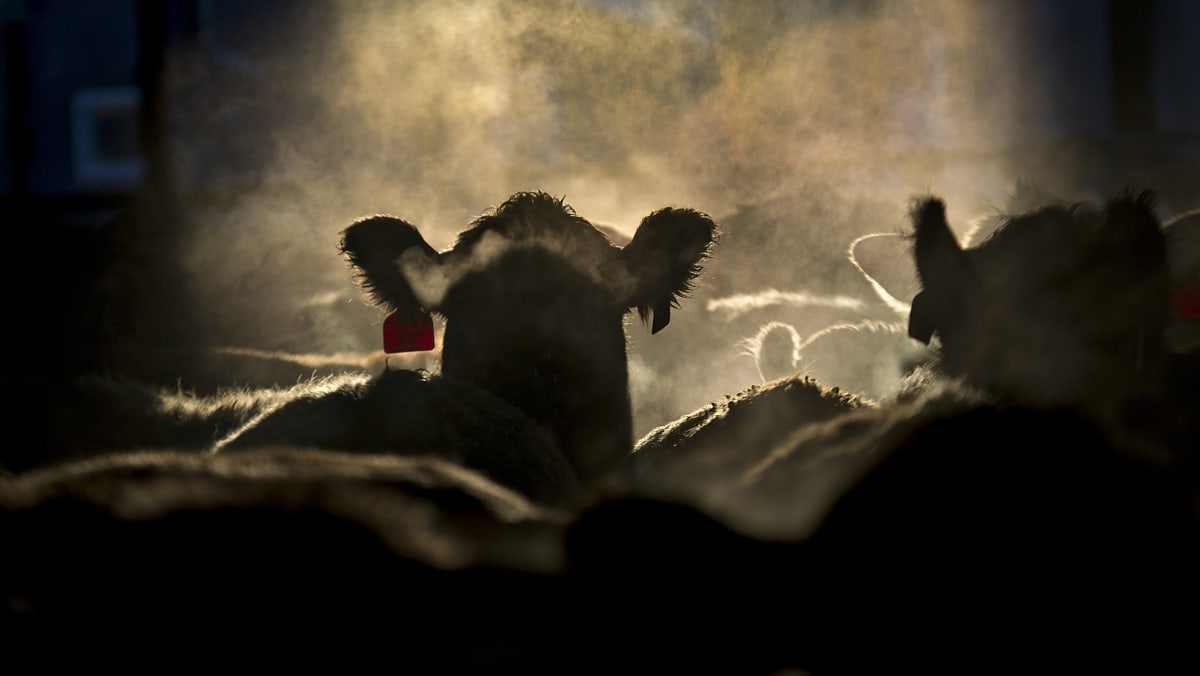 'Heartbreaking' drought forces Canada ranchers to cull herds - TODAY 'Heartbreaking' drought forces Canada ranchers to cull herds - TODAY