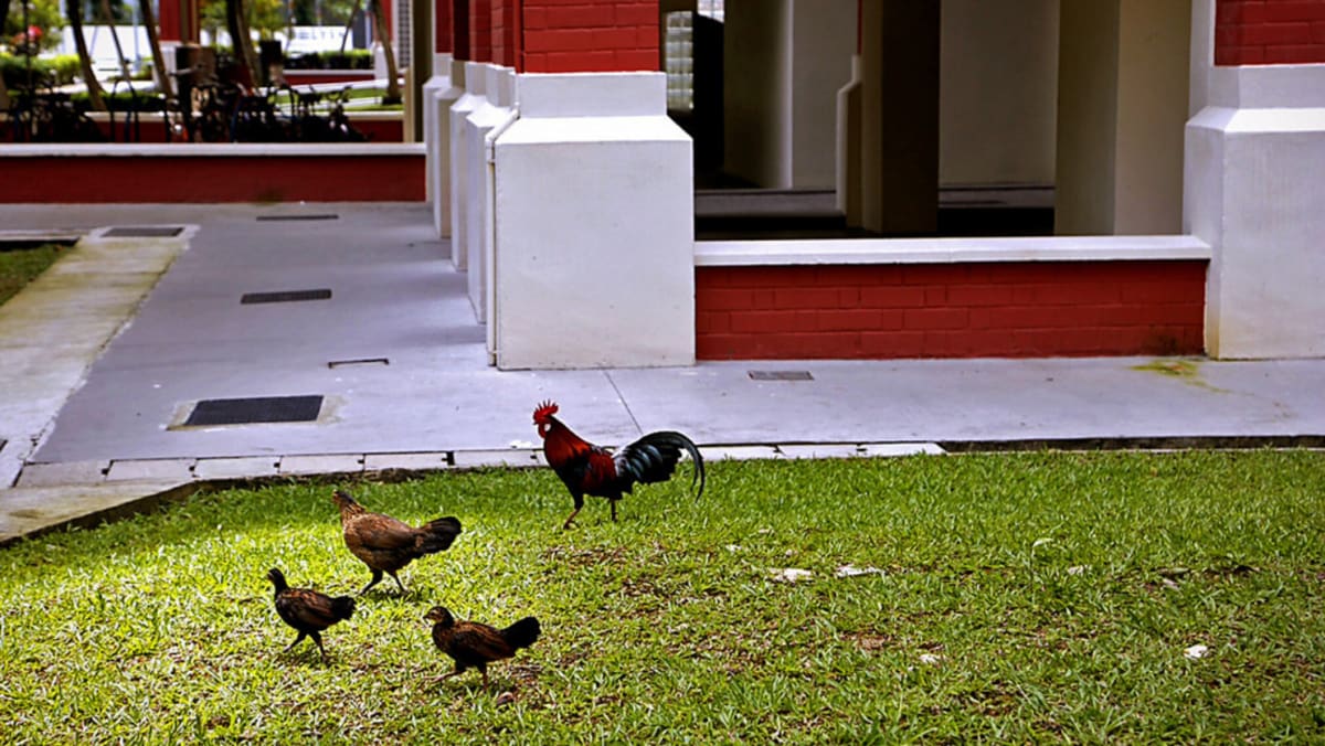 Culling of 24 chickens in Sin Ming ruffles feathers - TODAY