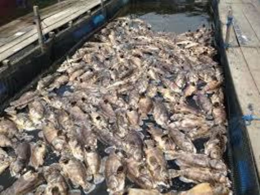 Government will take action against illegal dumping of waste by fish ...