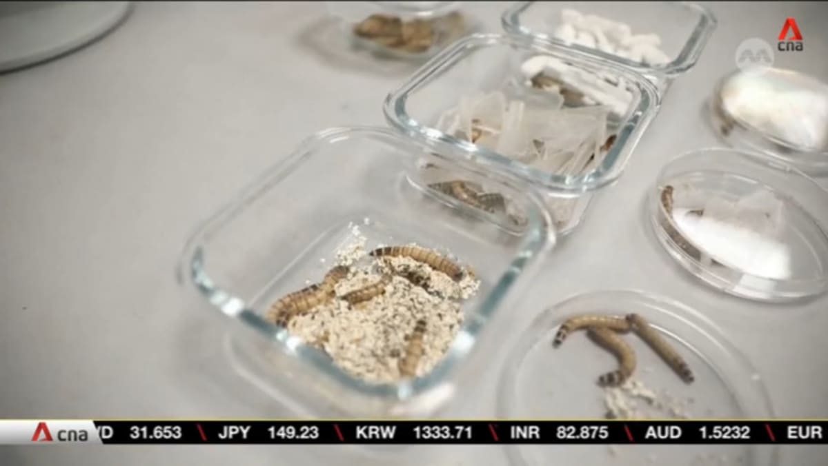 NTU scientists use 'superworms' to digest plastic - CNA