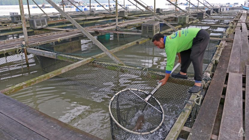 IN FOCUS: From feed to fuel - what's pushing fish prices higher in ...
