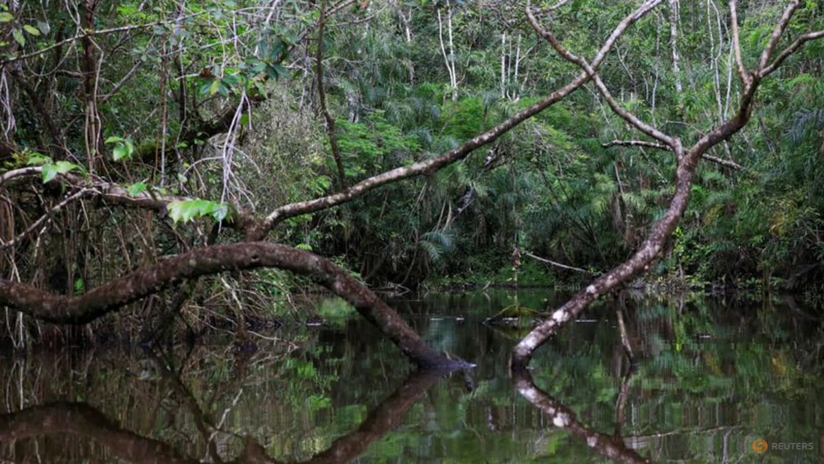 'Green Nobel' prize to recognize environmental work in Amazon ...