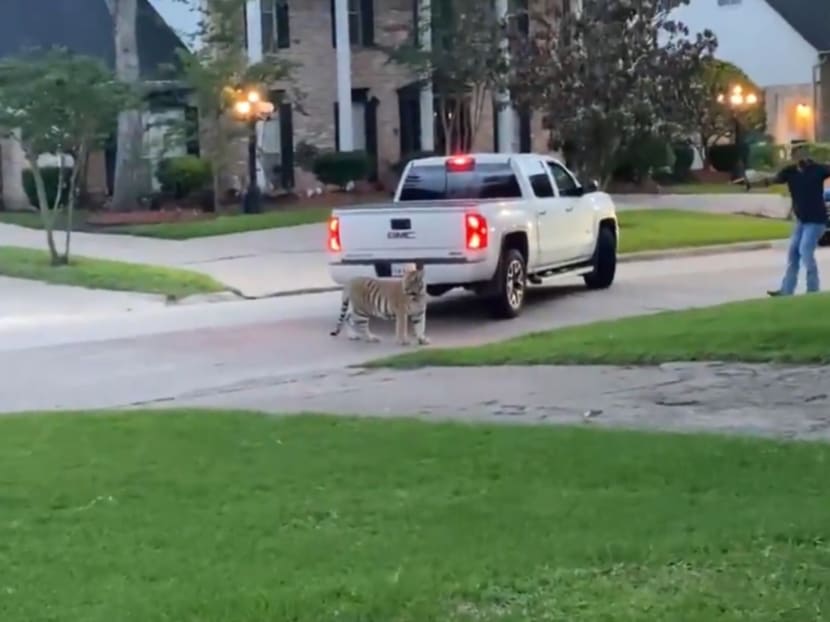 Wanted: Bengal tiger seen roaming Texas neighbourhood - TODAY