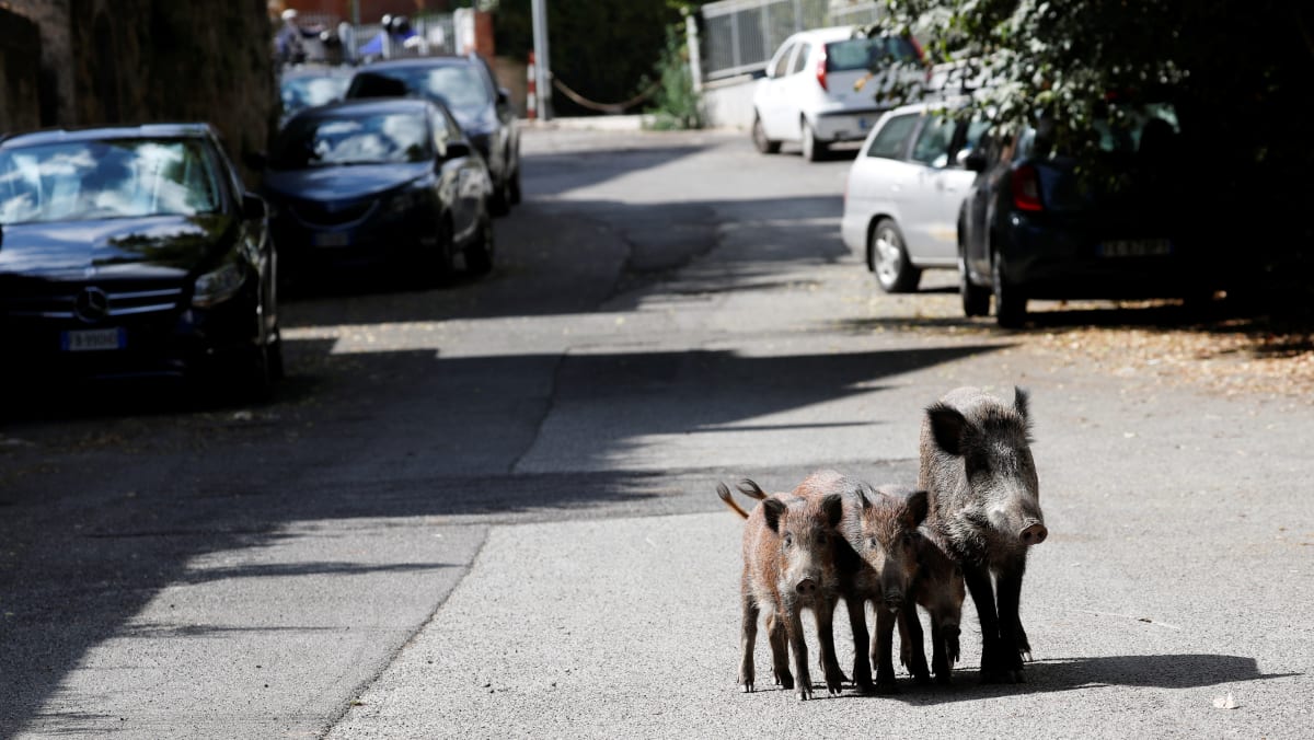 Wild boars invade Rome mayoral election race - TODAY