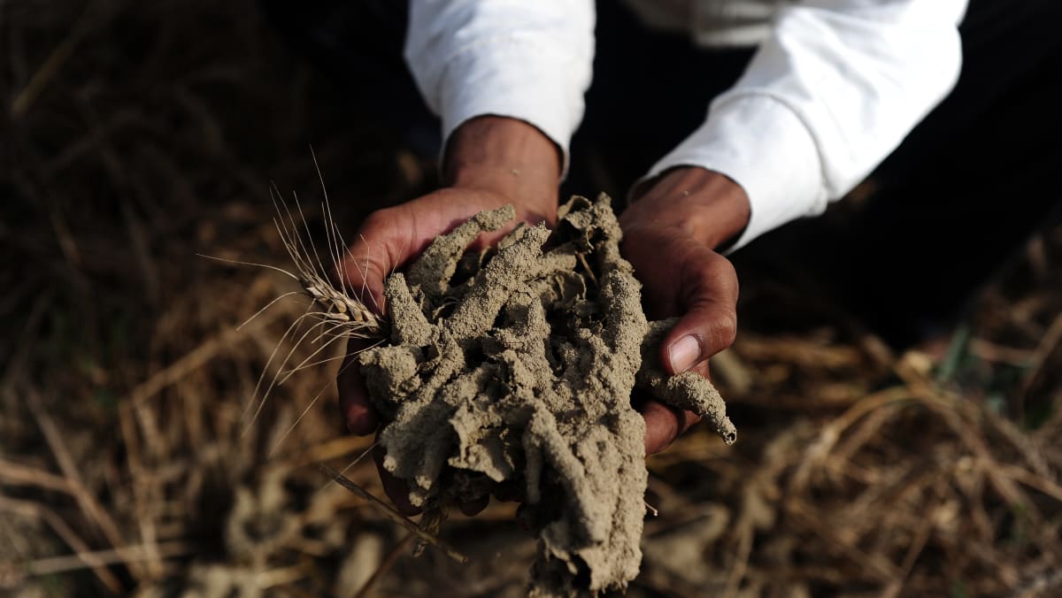 Invasive insects cause tens of billions in damage: Study - TODAY