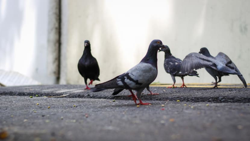Pigeon feeding: NParks took enforcement action against more than 400 ...
