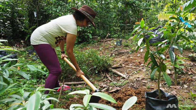 Commentary: Planting trees is a safe climate action but are its ...