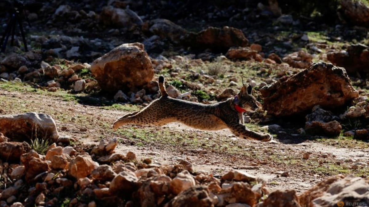 European lynx species rebounds from brink of extinction - CNA