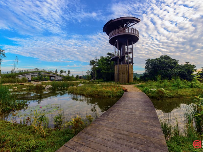Rich biodiversity on offer as Kranji Marshes open - TODAY
