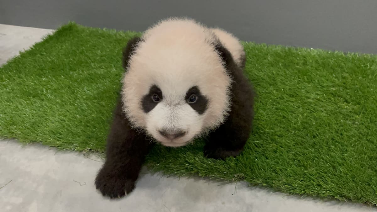 Singapore’s panda cub is turning 100 days old and he's finally getting ...