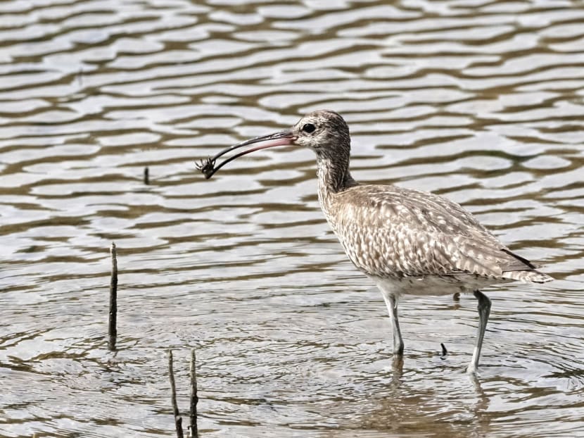 Satellite tracking of migratory birds to take flight this year - TODAY