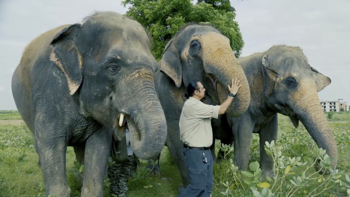 The Mass Extinction - India's Endangered Elephants - CNA