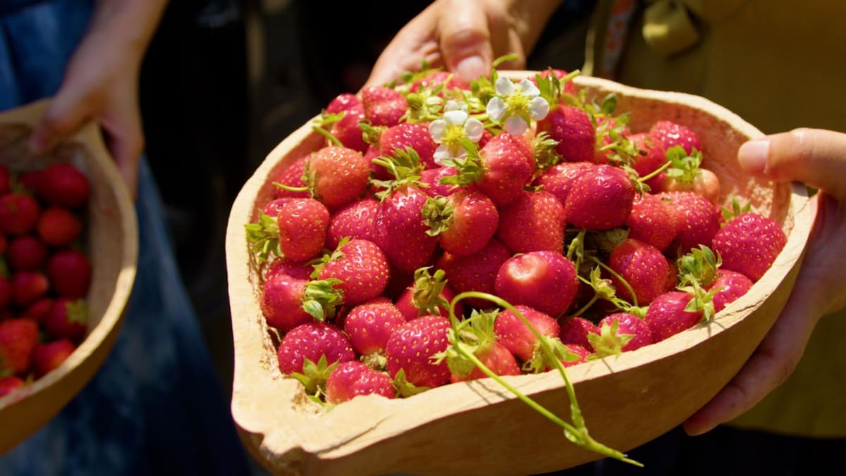Sour, Salty & Alive - Fermented Fruits - CNA