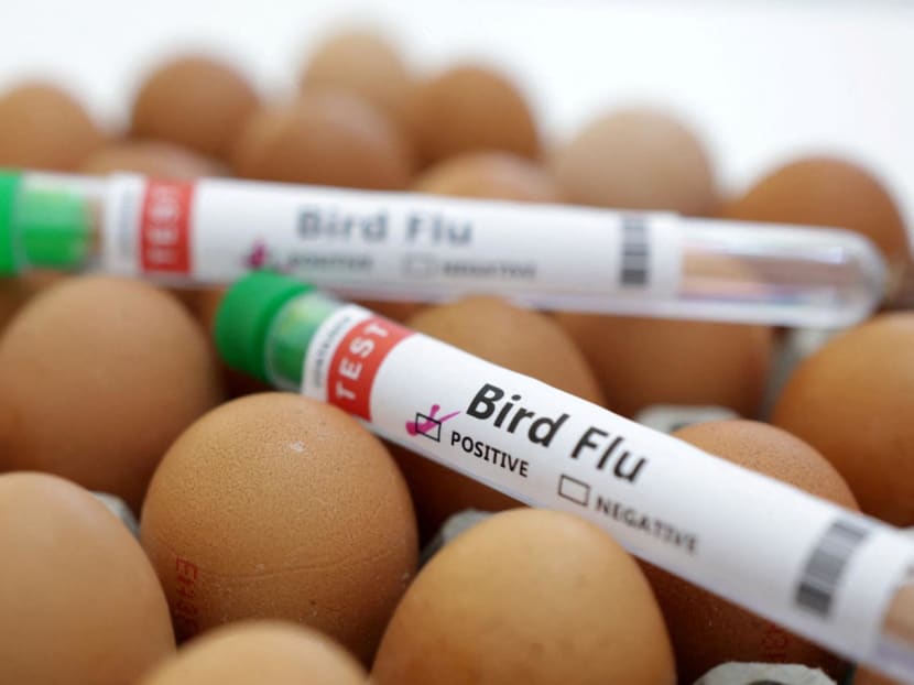 Gene editing offers chickens some protection against bird flu: Study ...