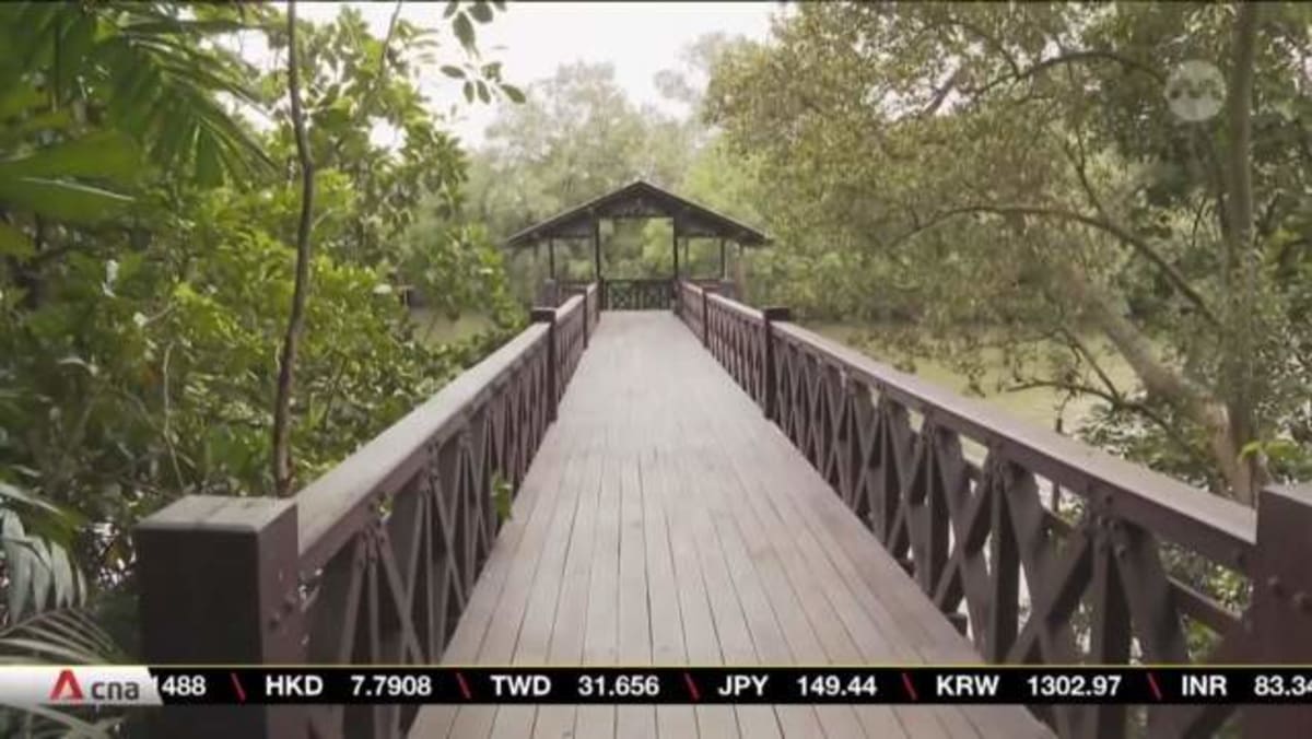 Sungei Buloh Wetland Reserve marks 30-year anniversary | Video - CNA