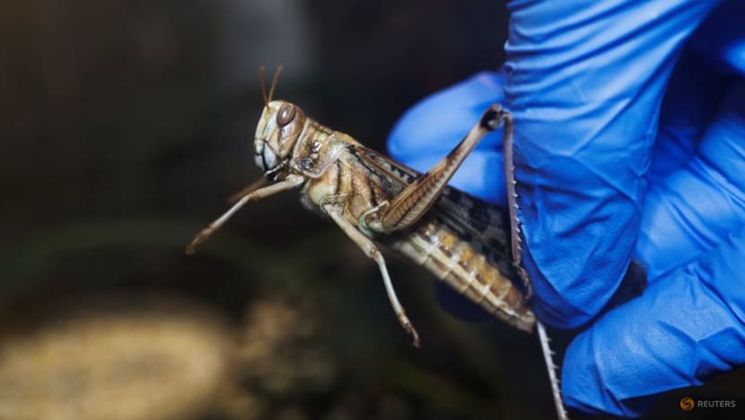 Israeli scientists develop sniffing robot with locust antennae - CNA