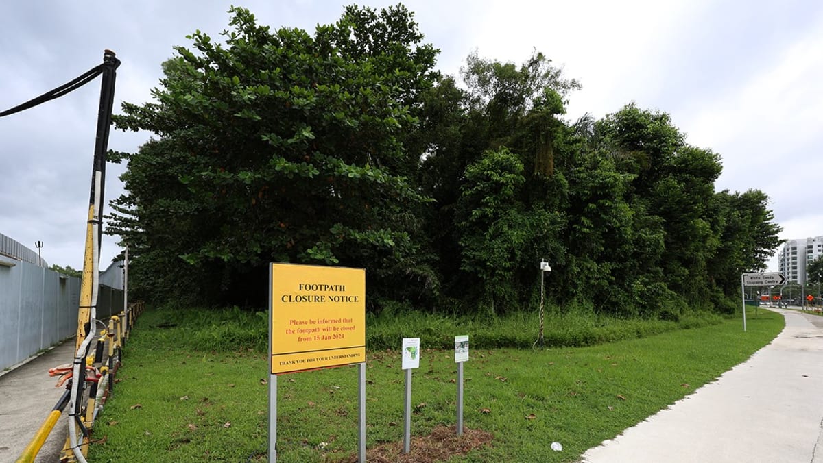 Nature lovers worry BTO project near Pasir Ris Park will drive away ...