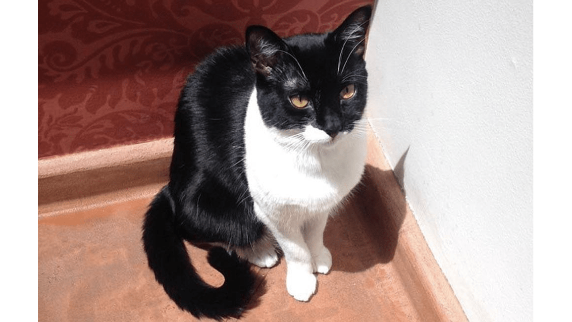 Mandy Moore's cat died in her arms night before wedding - 8days