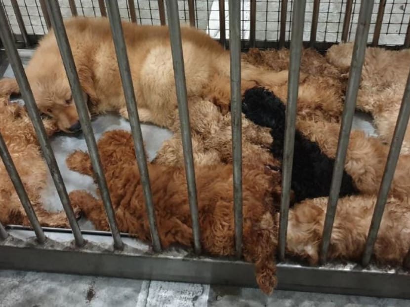 3 of 12 puppies die in botched smuggling attempt at Tuas checkpoint - TODAY