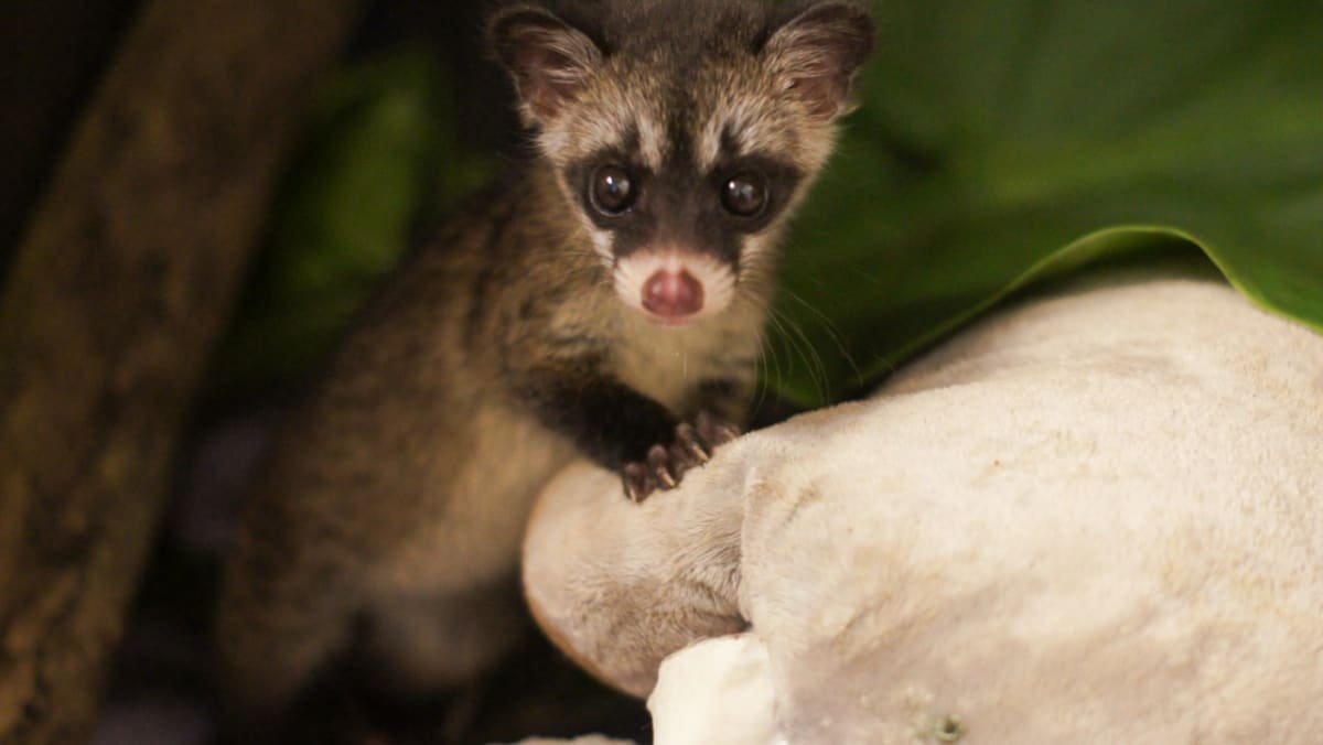 Civet Cat
