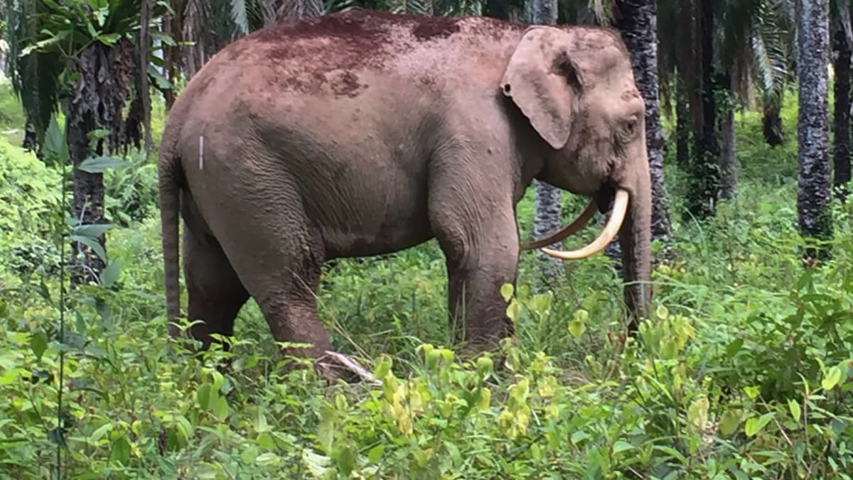 Elephant with ‘sabre-tooth’ tusks found in Malaysia - TODAY