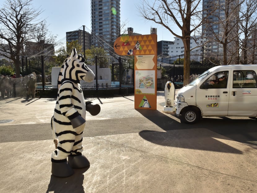 Tokyo zoo stages 'zebra escape' - TODAY