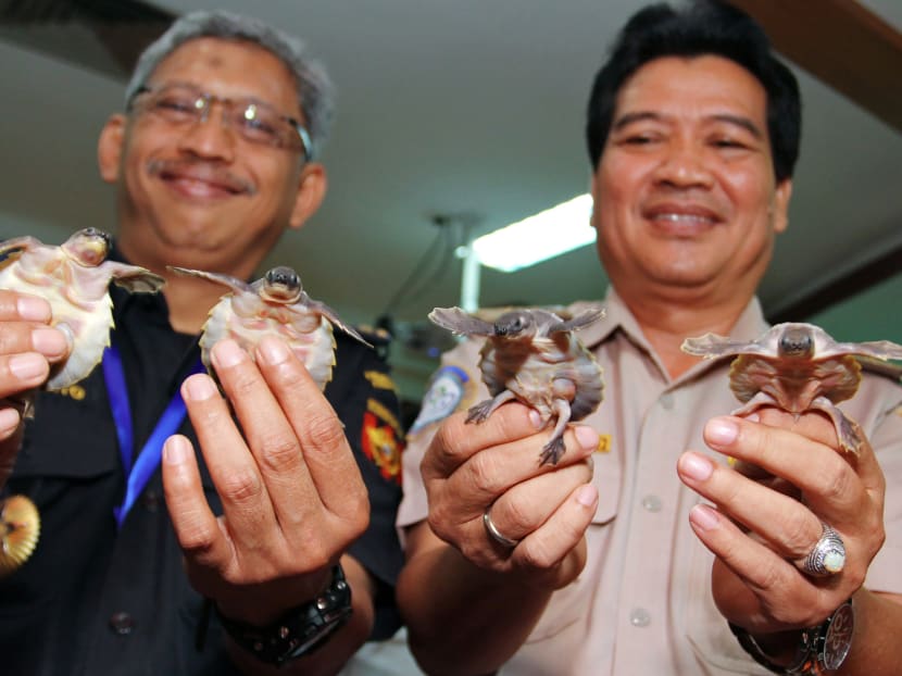 Indonesia foils bid to smuggle baby turtles to China - TODAY