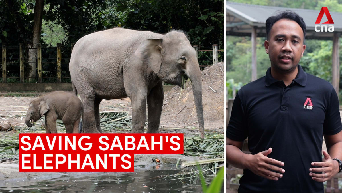 Sabah's problem - it has more elephants than it can cope with | Video - CNA